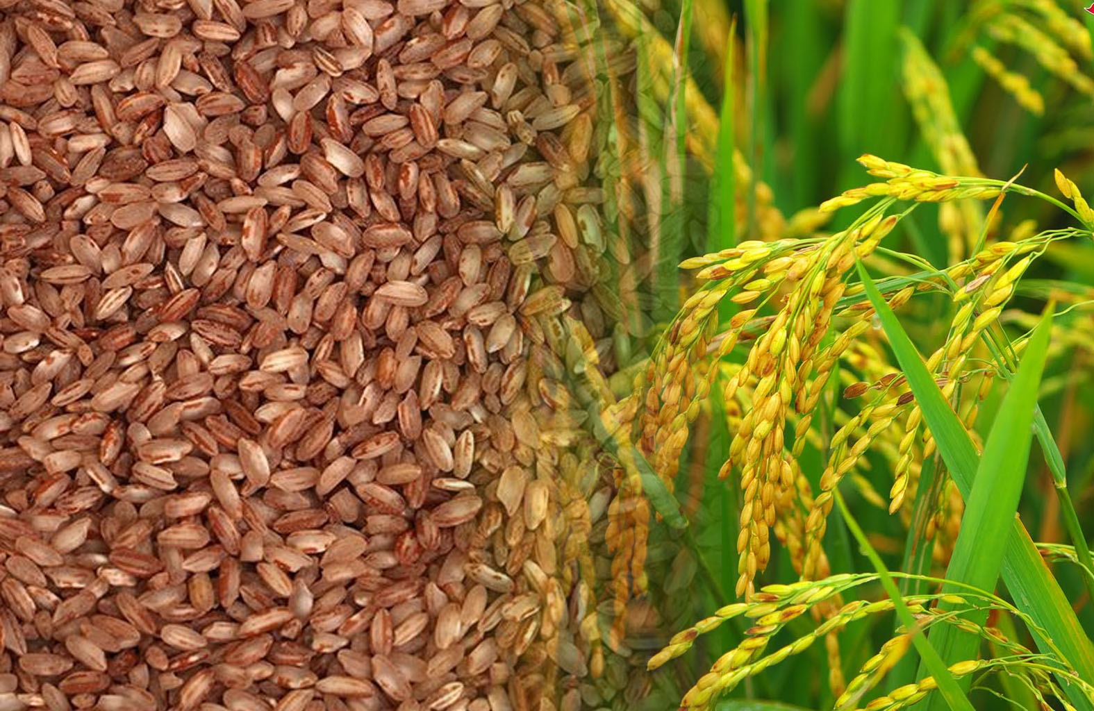 Red Raw Rice – Saravana’s Brands